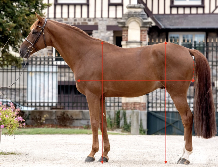 Groupe France Élevage - Groupe France Elevage