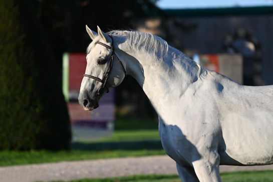 Groupe France Élevage - Stallions List