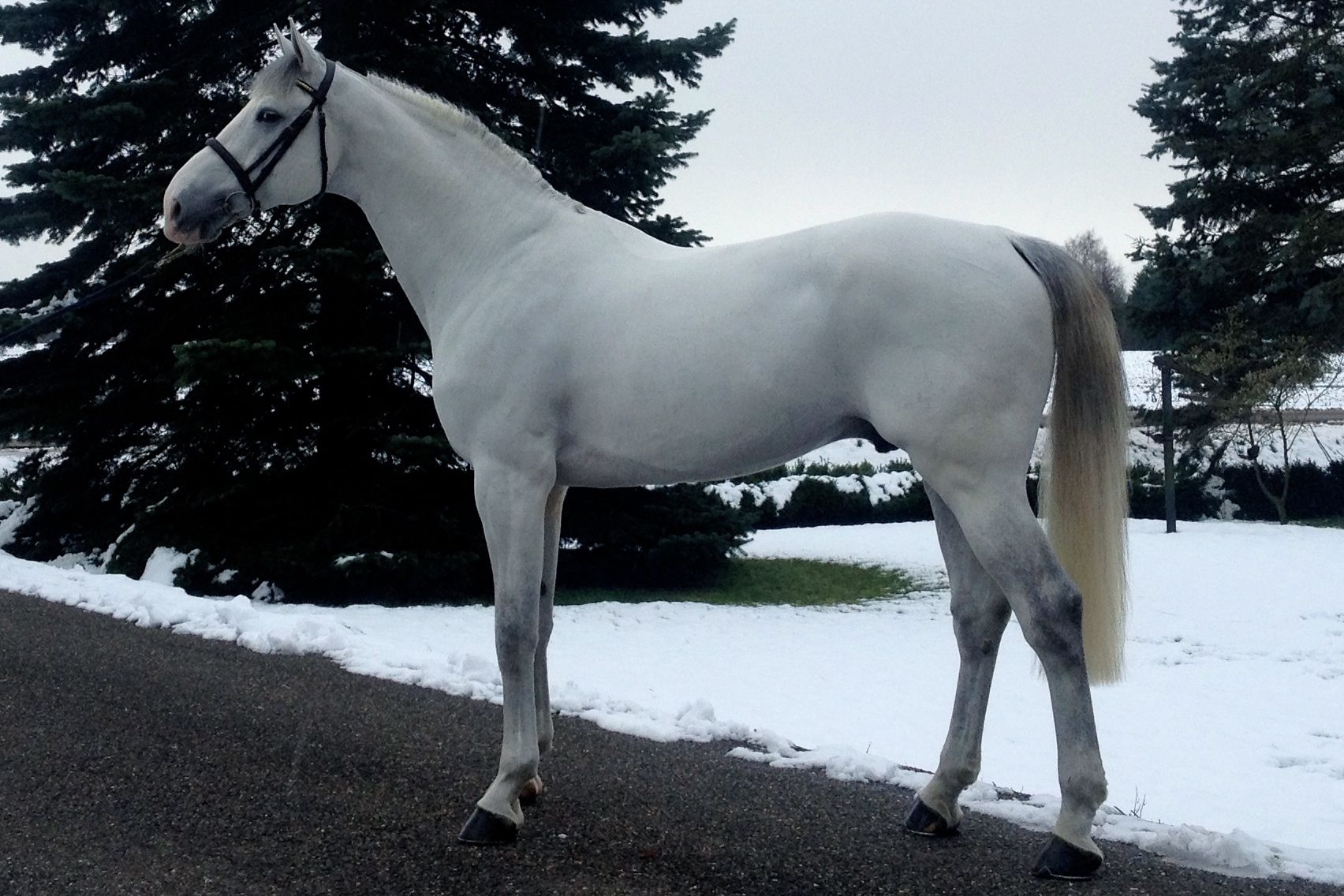 Groupe France Élevage - CRUSADOR