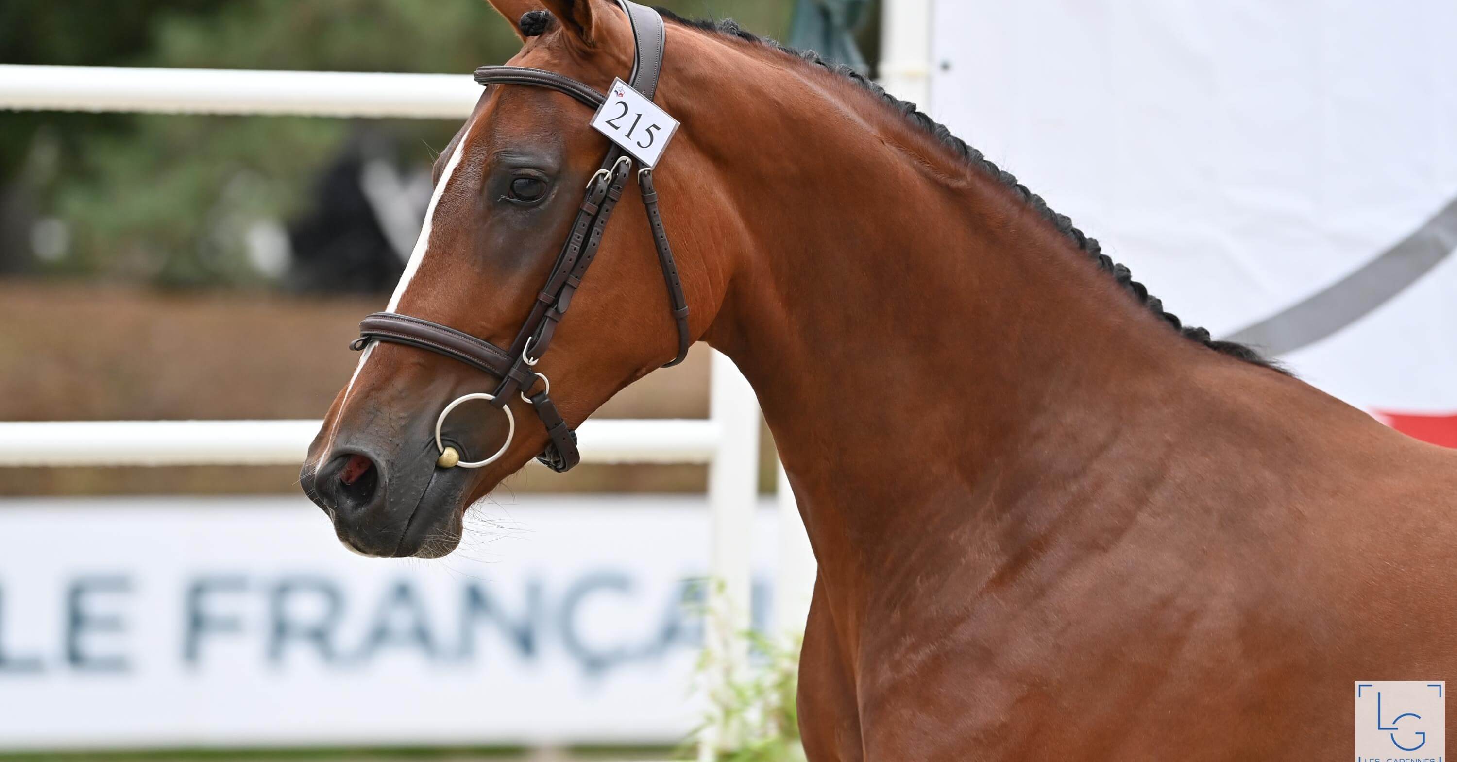 Groupe France Élevage - CHAMPIONNATS POULICHES ET FOALS : LA PRIME AU ...